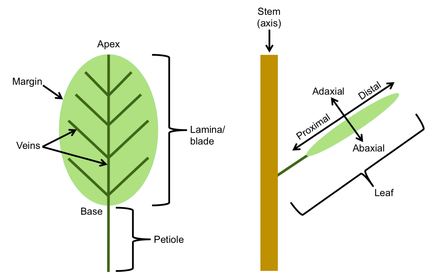 Leaf Structure Evolution Digital Atlas Of Ancient Life