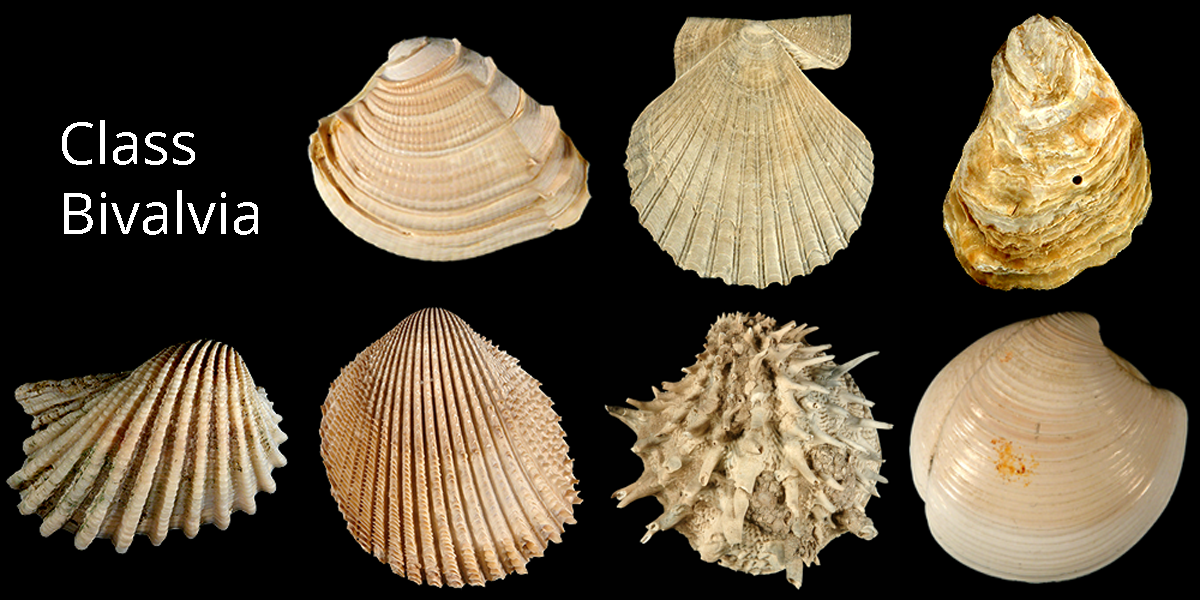11. Mollusca | Digital Atlas of Ancient Life