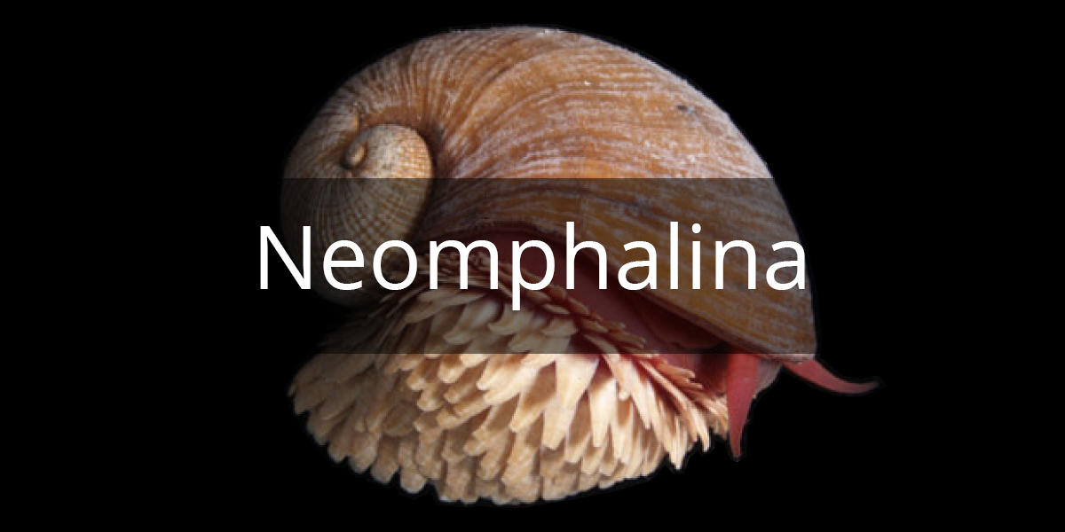 1. Gastropoda | Digital Atlas of Ancient Life