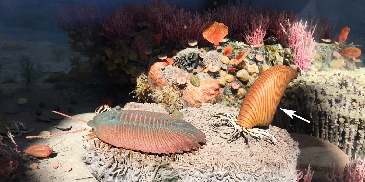 2.1 Cephalopoda Stem Groups - Digital Atlas of Ancient Life