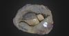 Virtual Collection: Fossil Preservation - Digital Atlas of Ancient Life