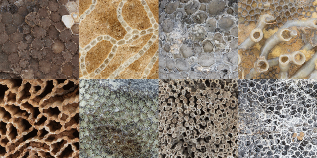 1.3 Tabulate corals (Tabulata) - Digital Atlas of Ancient Life