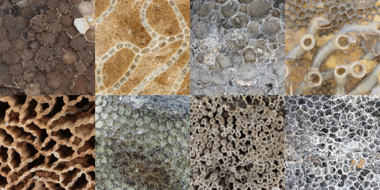 1.3 Tabulate corals (Tabulata) - Digital Atlas of Ancient Life