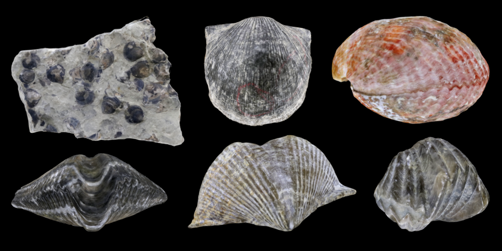 Virtual Collection: Phylum Brachiopoda - Digital Atlas of Ancient Life