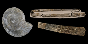 Virtual Collection: Subclass Ammonoidea - Digital Atlas of Ancient Life