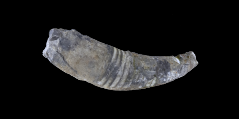 Virtual Collection: Stem Group Cephalopods - Digital Atlas of Ancient Life