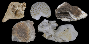 Virtual Collection: Corals (Class Anthozoa) - Digital Atlas of Ancient Life