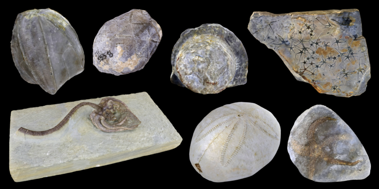 Virtual Collection: Phylum Echinodermata - Digital Atlas of Ancient Life