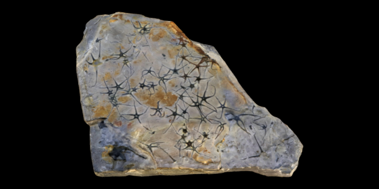 Virtual Collection: Class Ophiuroidea - Digital Atlas of Ancient Life