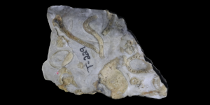 Virtual Collection: Class Archaeocyatha | Digital Atlas of Ancient Life