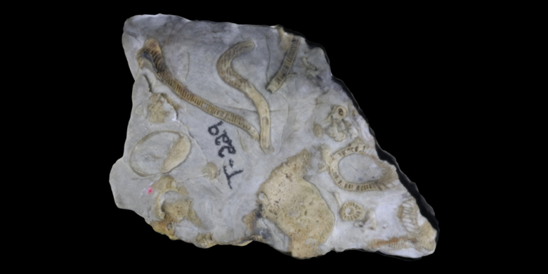 Virtual Collection: Class Archaeocyatha - Digital Atlas of Ancient Life