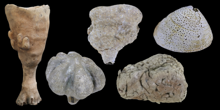 Virtual Collection: Class Demospongiae - Digital Atlas of Ancient Life