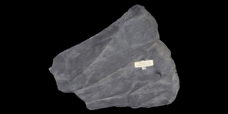 Virtual Collection: Cordaitales and Conifers - Digital Atlas of Ancient ...