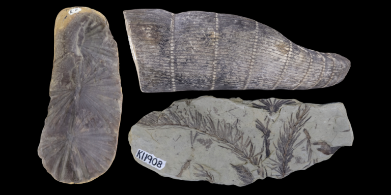 Virtual Collection: Equisetophytes or Sphenophytes (horsetails and ...