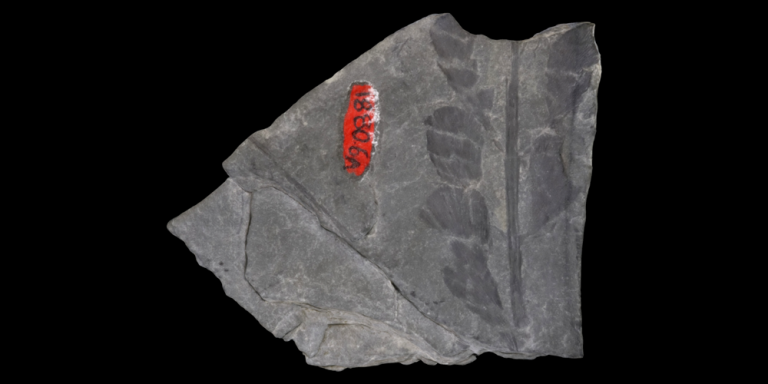 Virtual Collection: Progymnosperms - Digital Atlas of Ancient Life