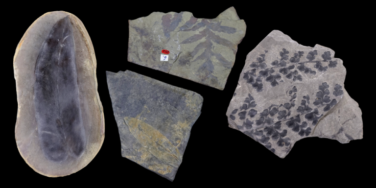 Virtual Collection: Pteridosperms (seed ferns) - Digital Atlas of ...