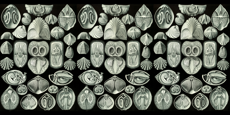 Brachiopoda Classification - Digital Atlas of Ancient Life