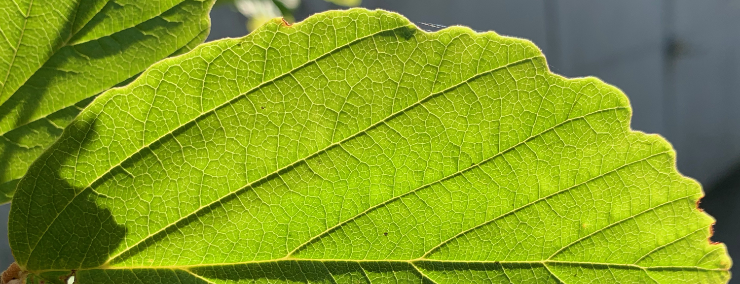 Angiosperm leaf architecture - Digital Atlas of Ancient Life