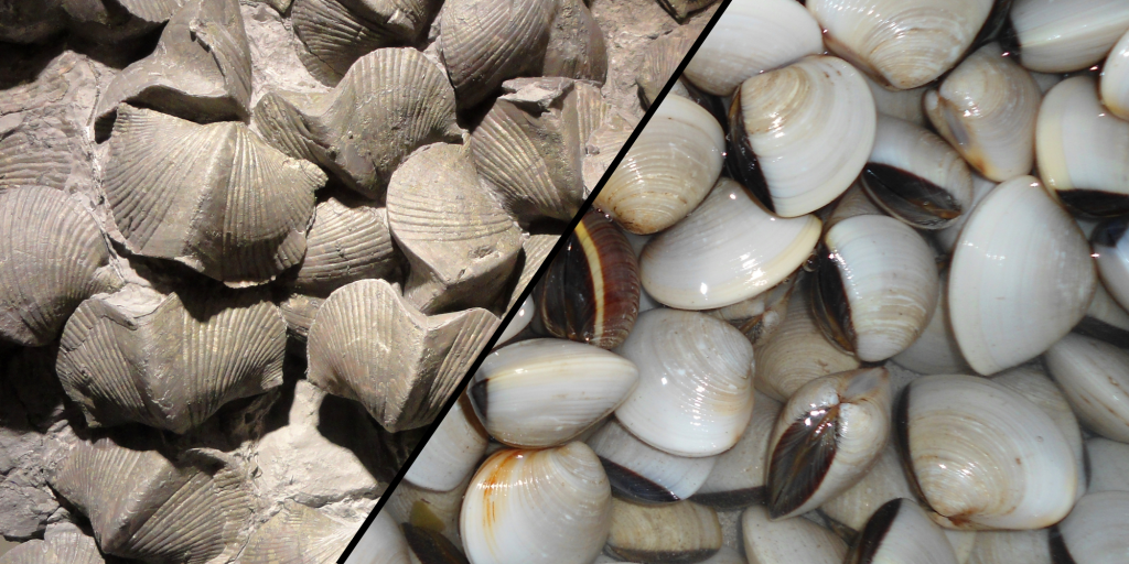 Brachiopods vs Bivalves - Digital Atlas of Ancient Life