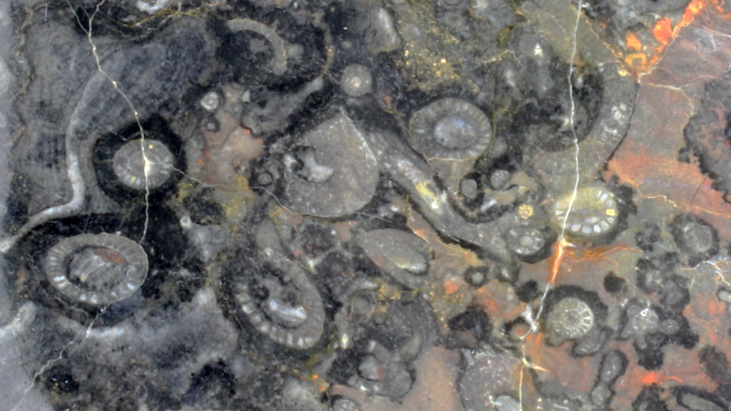 Archaeocyatha - Digital Atlas of Ancient Life