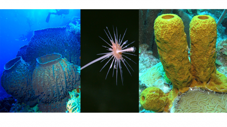 Demospongiae - Digital Atlas of Ancient Life