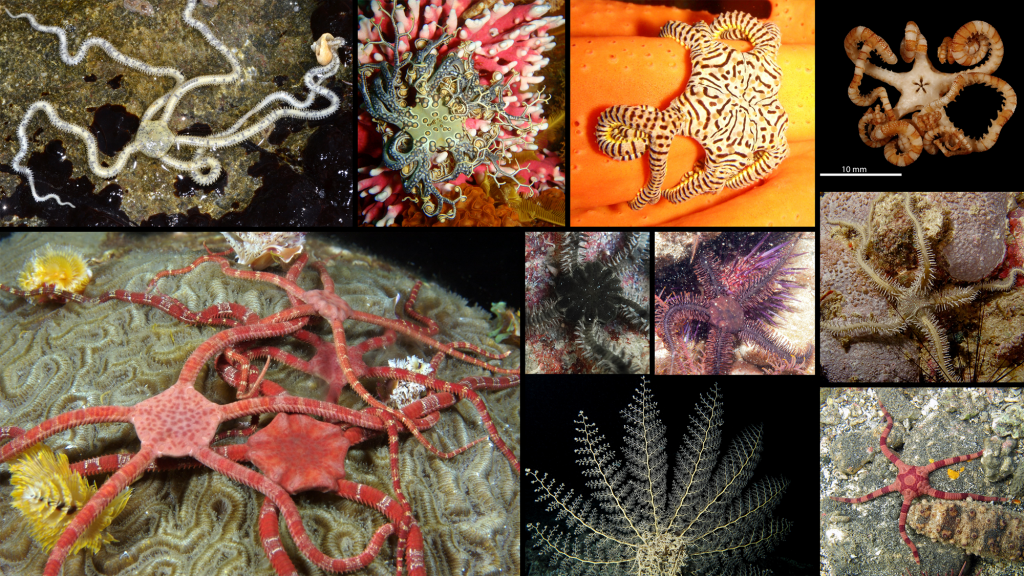 Ophiuroidea - Digital Atlas of Ancient Life