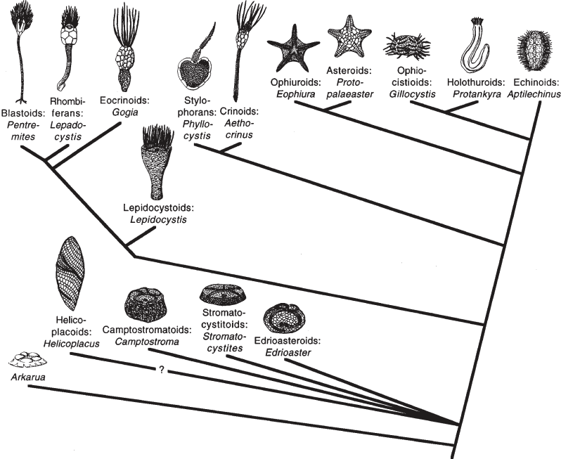 Echinodermata | Digital Atlas of Ancient Life