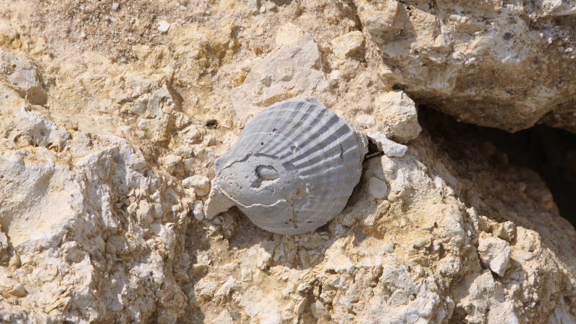 Bivalve Fossils