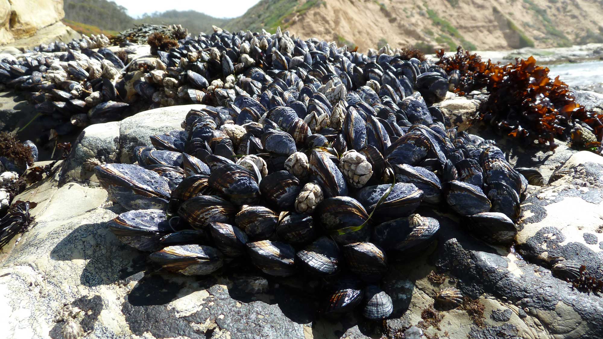 Phylum Mollusca Mussels