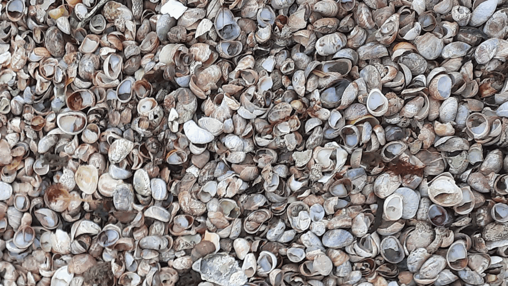 Live-Dead Analysis in Conservation Paleobiology: Introduction & Methods ...