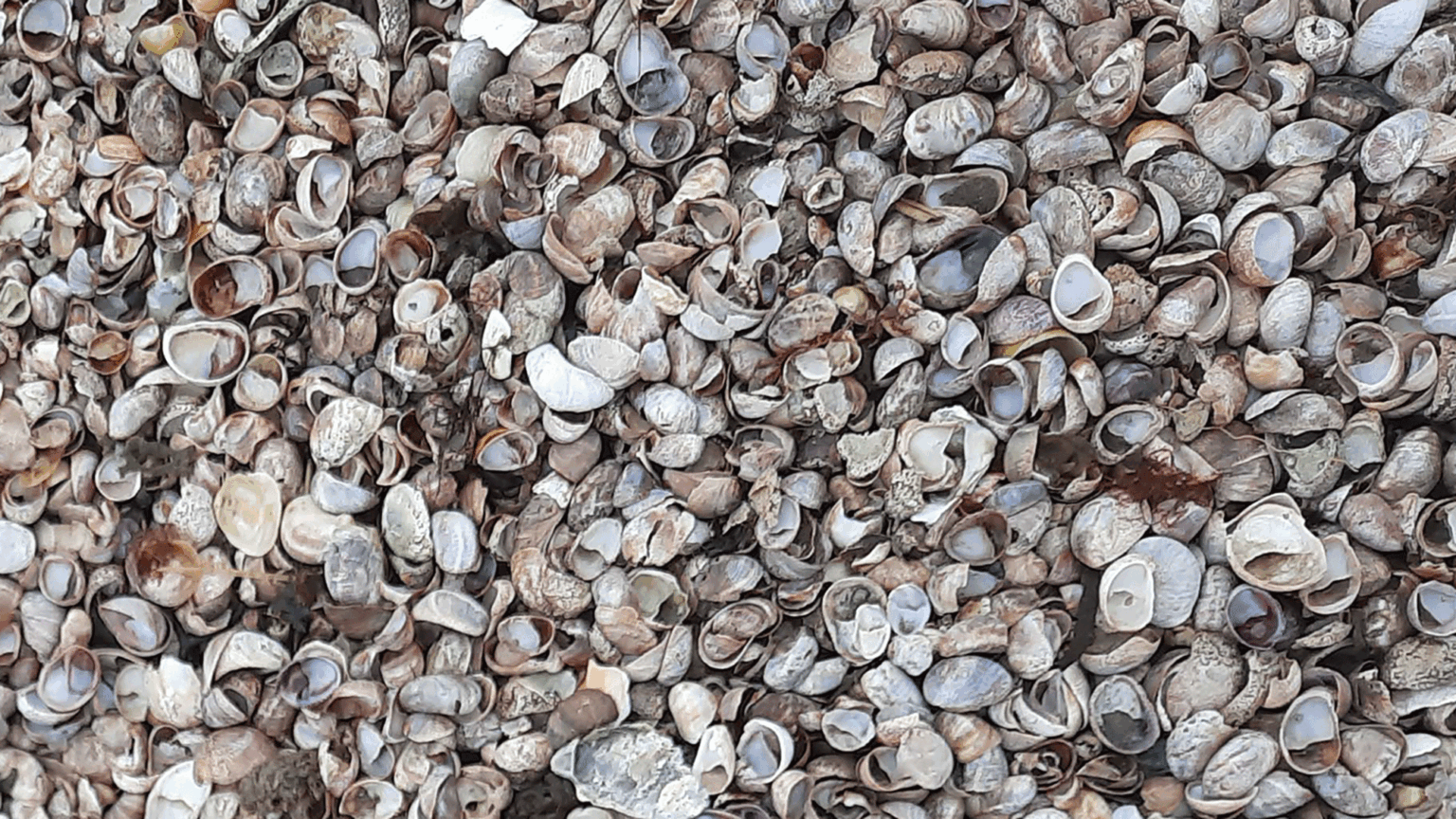 Live-Dead Analysis in Conservation Paleobiology: Introduction & Methods ...